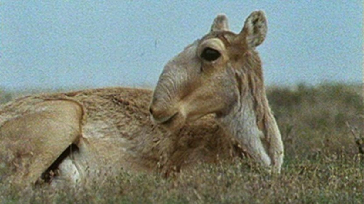 BBC Two - Realms of the Russian Bear, Green Jewel of the Caspian, Saiga ...