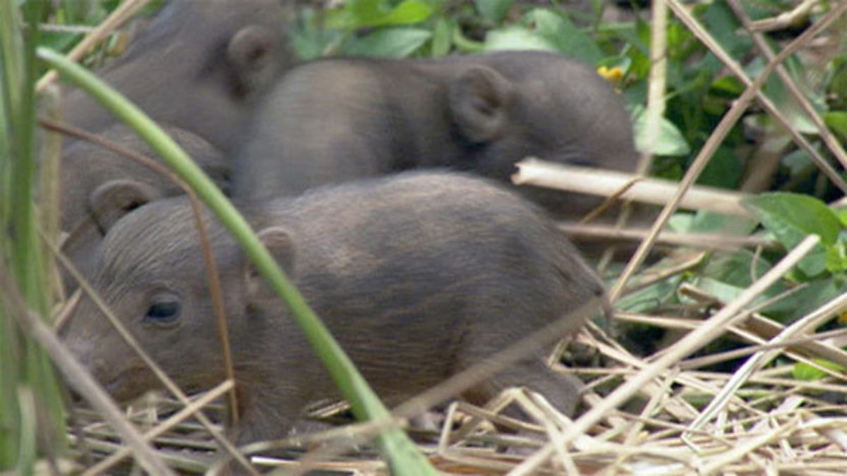 BBC One - Planet Earth, Great Plains, Pygmy hogs