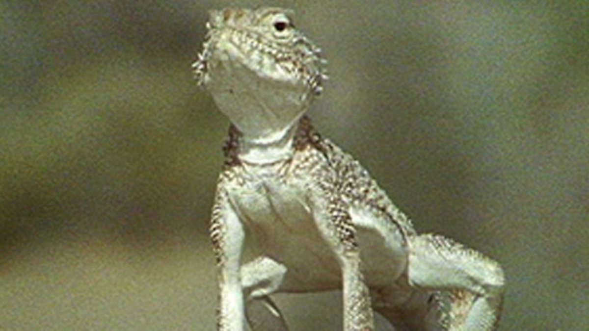 BBC Two - Realms of the Russian Bear, The Red Deserts, Solar powered ...