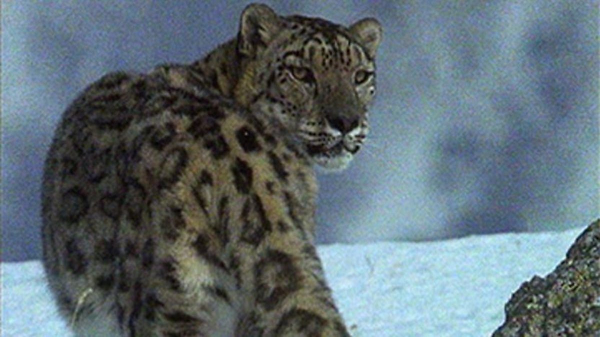 BBC Two - Realms of the Russian Bear, The Celestial Mountains, Snow leopard