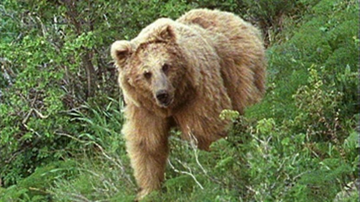 BBC Two - Realms of the Russian Bear, The Celestial Mountains, White ...