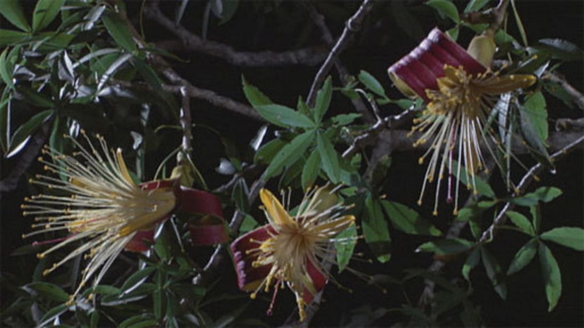 BBC One - Planet Earth, Seasonal Forests, Flowering baobabs