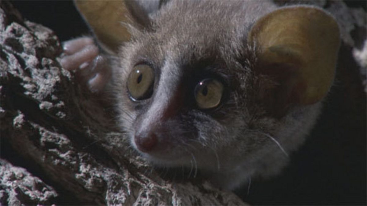BBC One Planet Earth Seasonal Forests Mouse Lemurs BBC One Planet Earth Seasonal Forests Mouse Lemurs