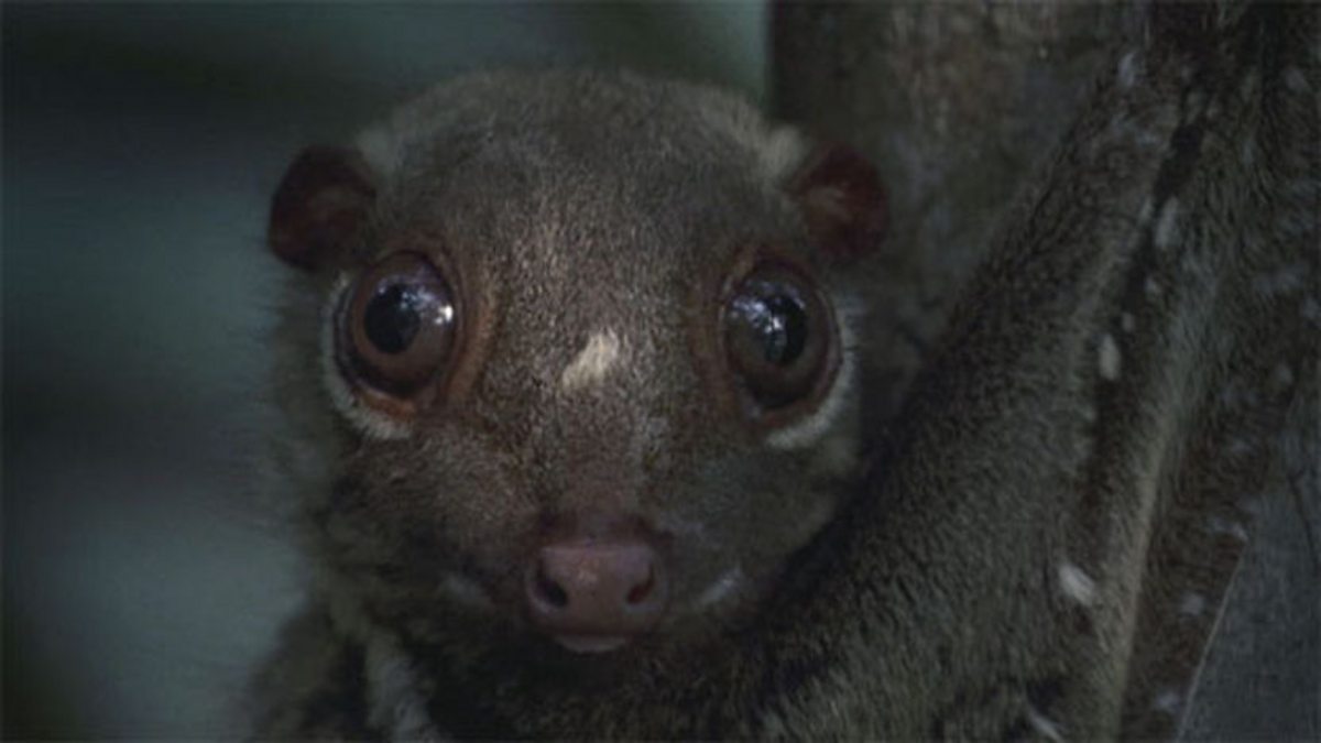 BBC One - Planet Earth, Jungles, Gliding colugos