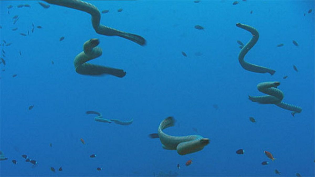 BBC One - Planet Earth, Shallow Seas, Sea krait hunt