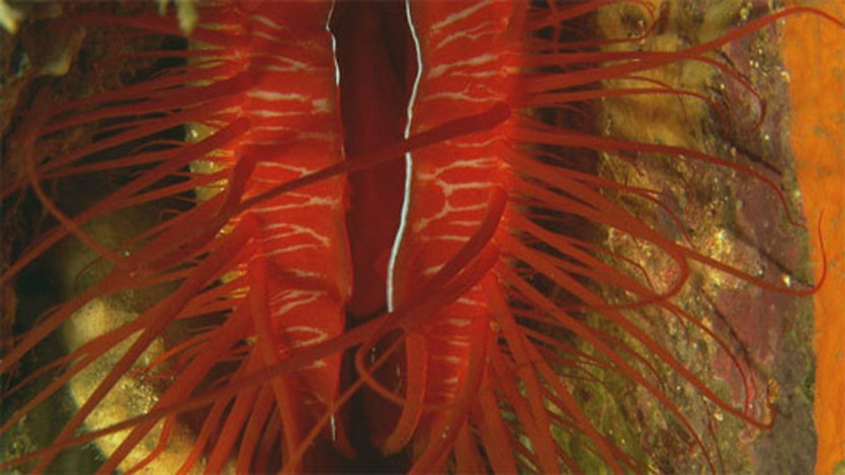 BBC One - Planet Earth, Shallow Seas, Newly discovered reefs