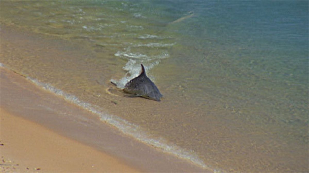 BBC One - Planet Earth, Shallow Seas, Hydroplaning dolphins