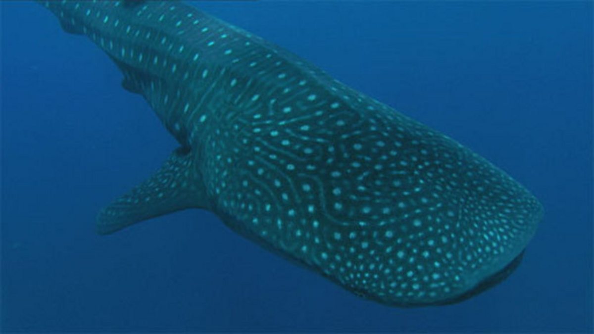 BBC One - Planet Earth, Ocean Deep, Whale shark feeding