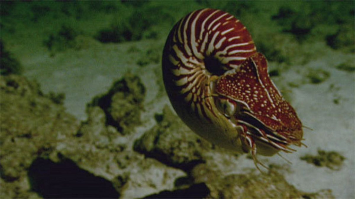 BBC One - Planet Earth, Ocean Deep, Hunting nautilus