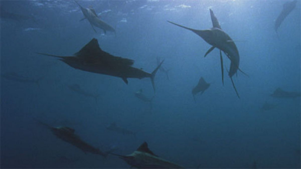 BBC One - Planet Earth, Ocean Deep, Sailfish feeding frenzy