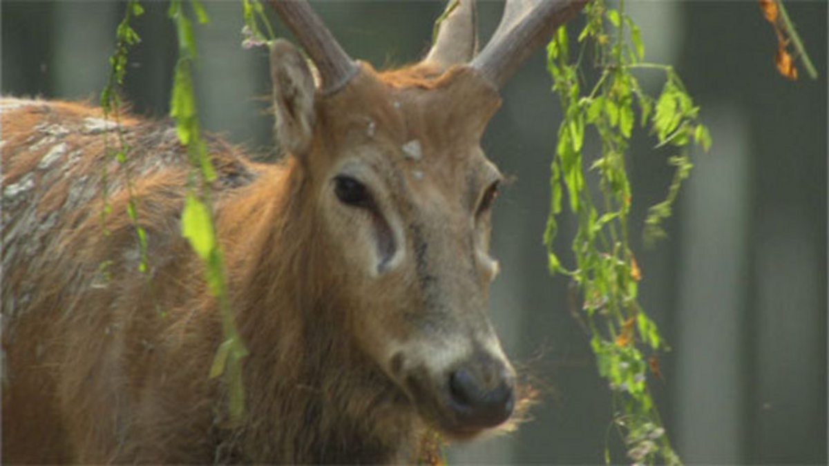 BBC Two - Wild China, Tides of Change, Chinese deer