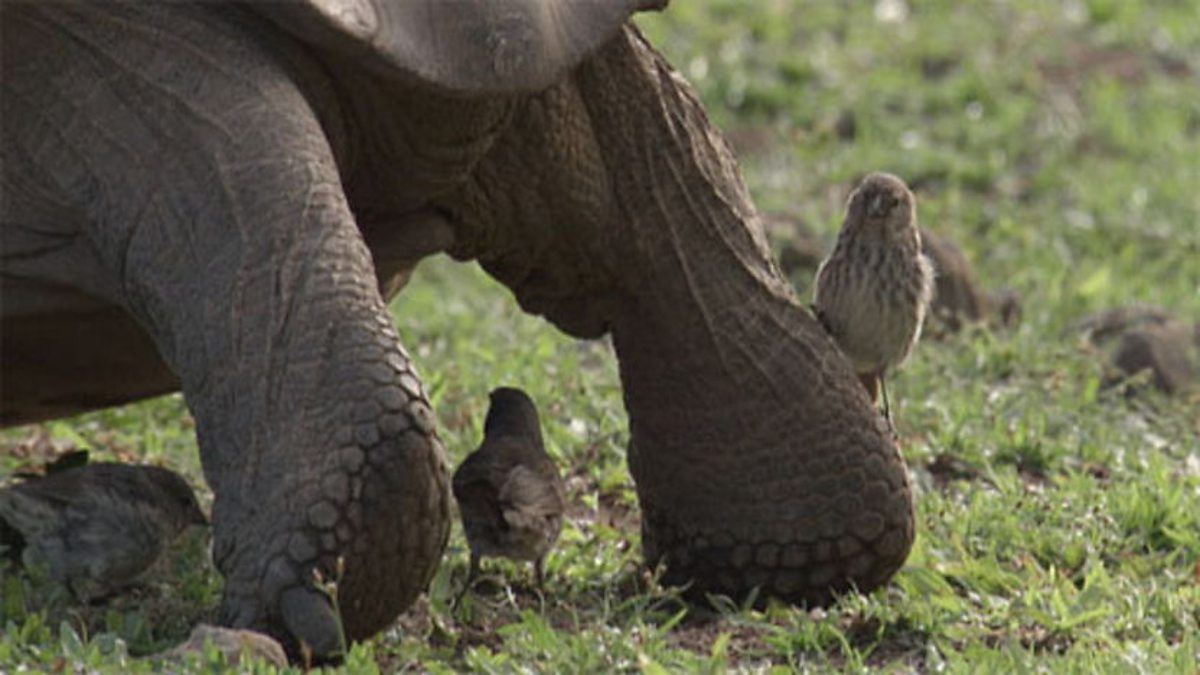 BBC HD - Galapagos, Born of Fire, Giant tortoise pitstop