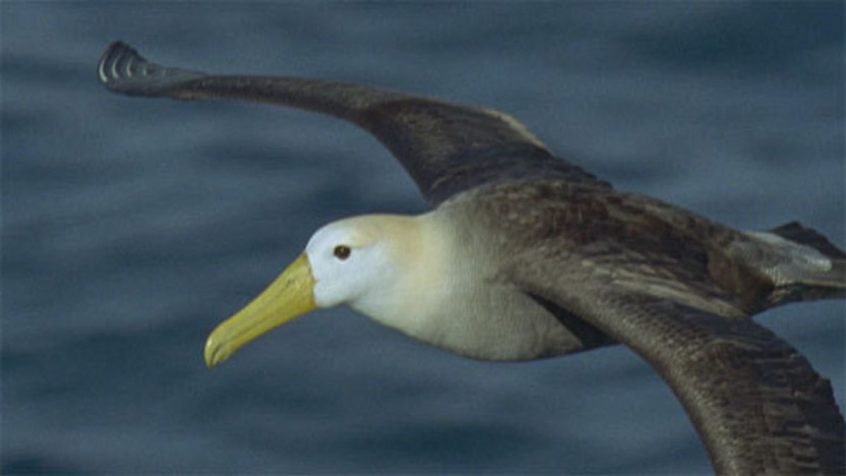 BBC HD - Galapagos, Born of Fire, Waved albatross return