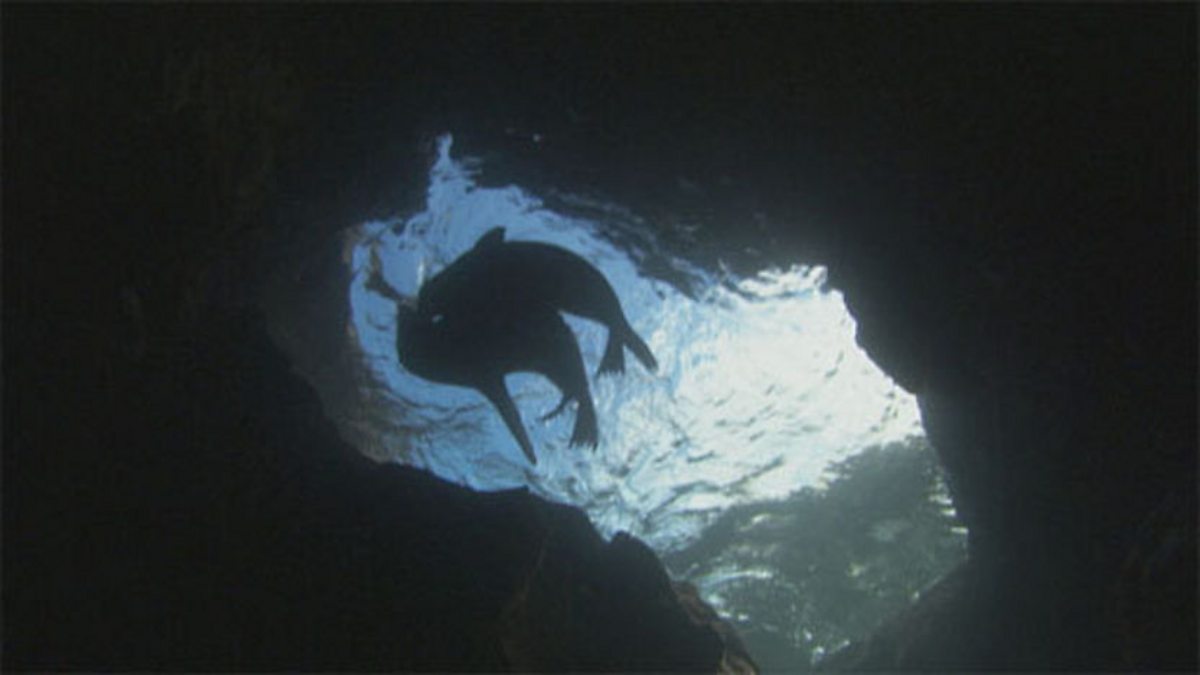 BBC HD - Galapagos, Forces of Change, Fur seal romance