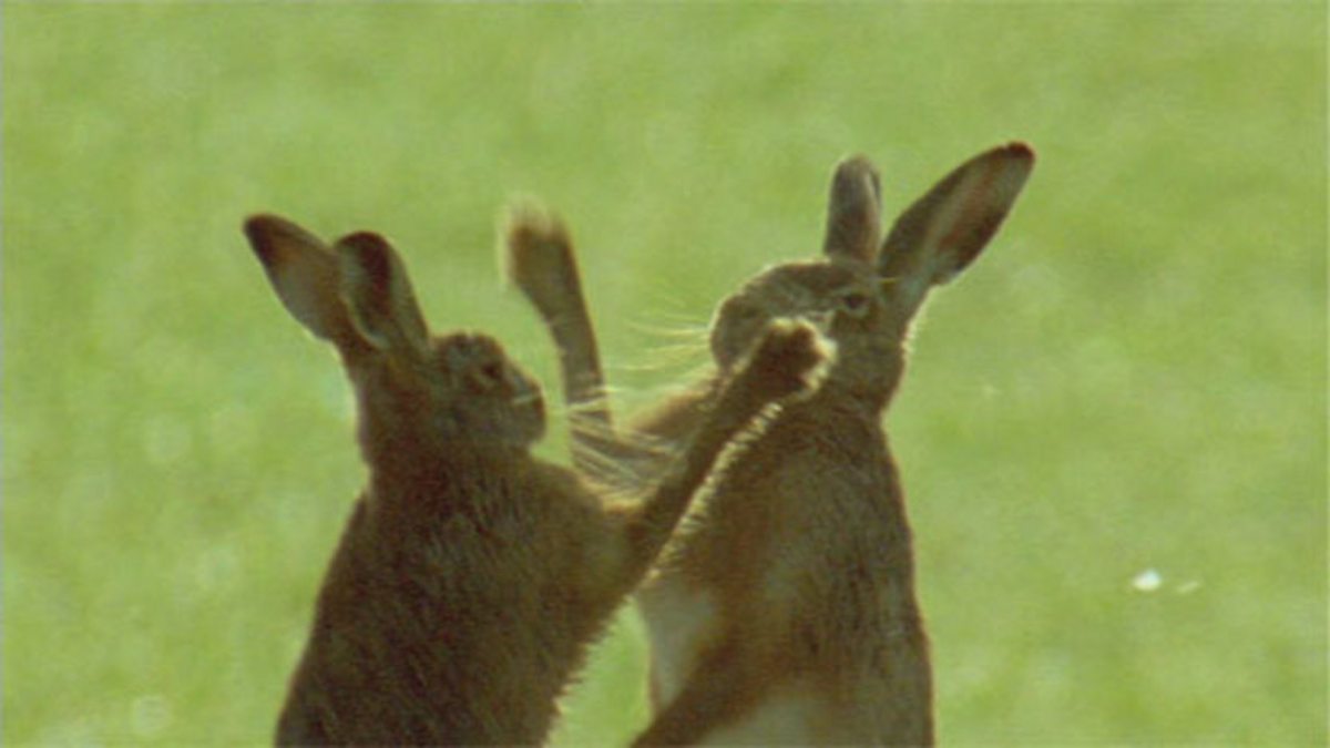 BBC Two - The Nature of Britain, Farmland, Farmland hares