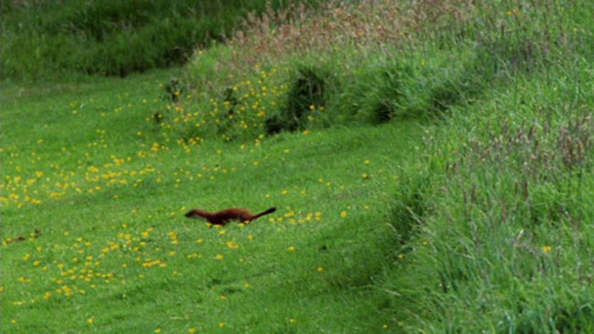 BBC Two - The Nature of Britain, Farmland, Stoat hunt