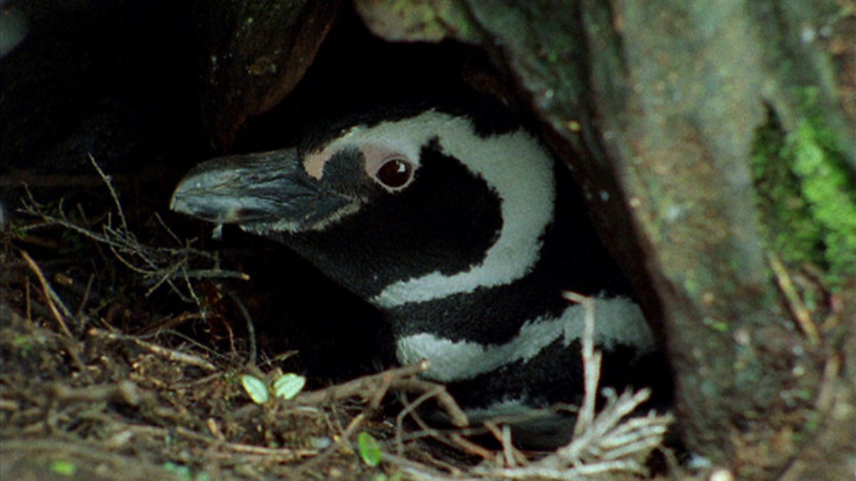BBC Two - Andes to Amazon, Penguins Shores, Forest penguins