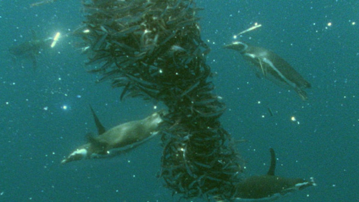 BBC Two - Andes to Amazon, Penguins Shores, Penguins on the hunt
