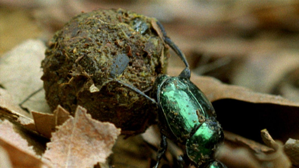 BBC Two - Andes to Amazon, Amazon Jungle, Dung deal