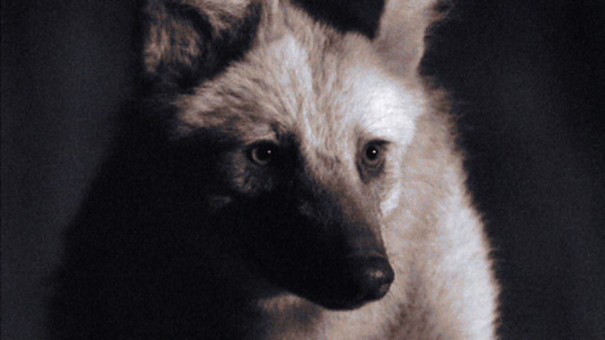 BBC Two - Andes to Amazon, Great Plains, Maned wolves at night