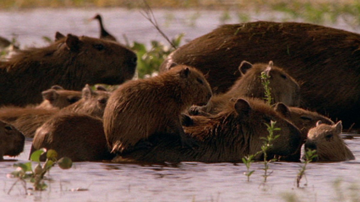 BBC Two - Andes to Amazon, Great Plains, Capybara young