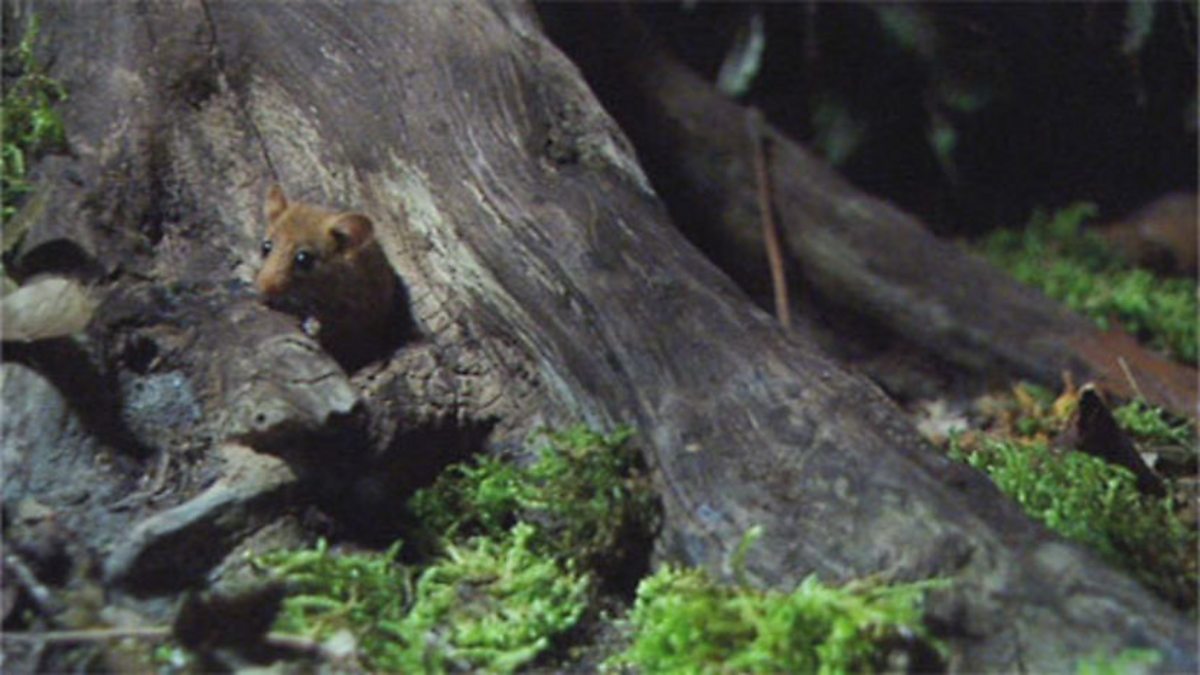 BBC Two - The Nature of Britain, Woodland Britain, Sleepy dormouse