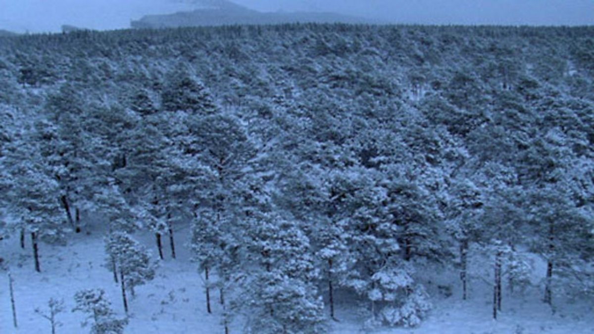 BBC Two - The Nature of Britain, Woodland Britain, Caledonian forest