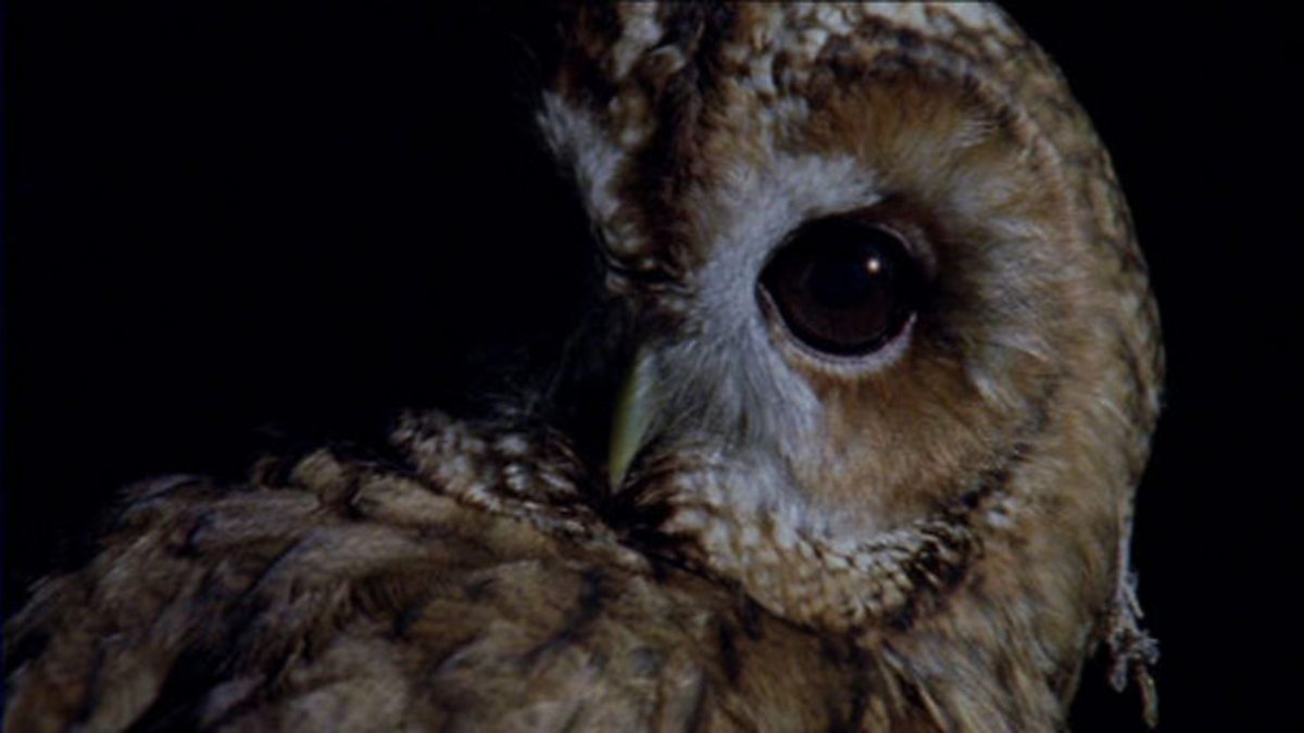 BBC Two - The Nature of Britain, Woodland Britain, Tawny owl troubles