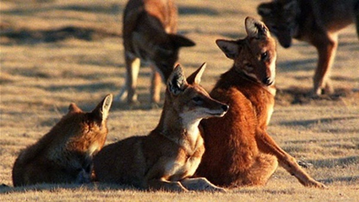 BBC Two - Wild Africa, Mountains, On the edge