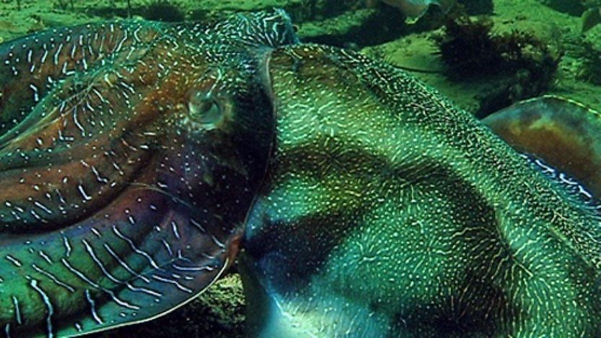 BBC Two - Wild Down Under, SOUTHERN SEAS, Cuttlefish