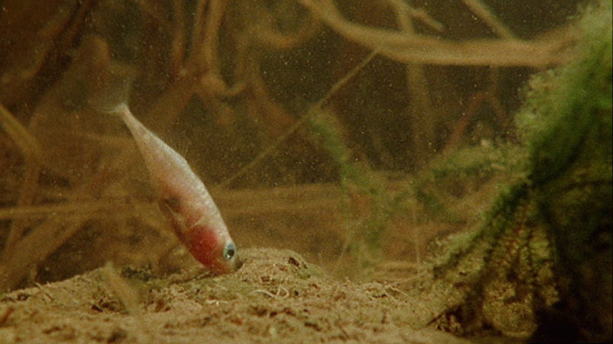 BBC Two - Living Britain, EARLY SUMMER, Stickleback courtship