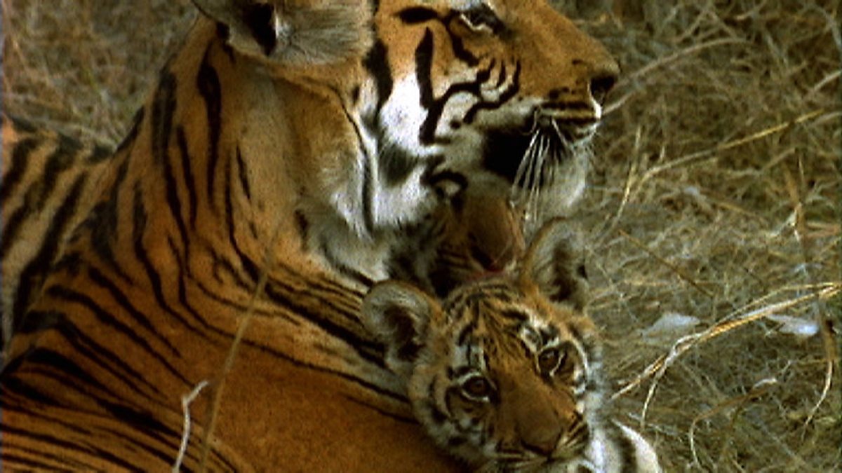 BBC Two - Land of the Tiger, The Tiger's Domain, Tiger cubs
