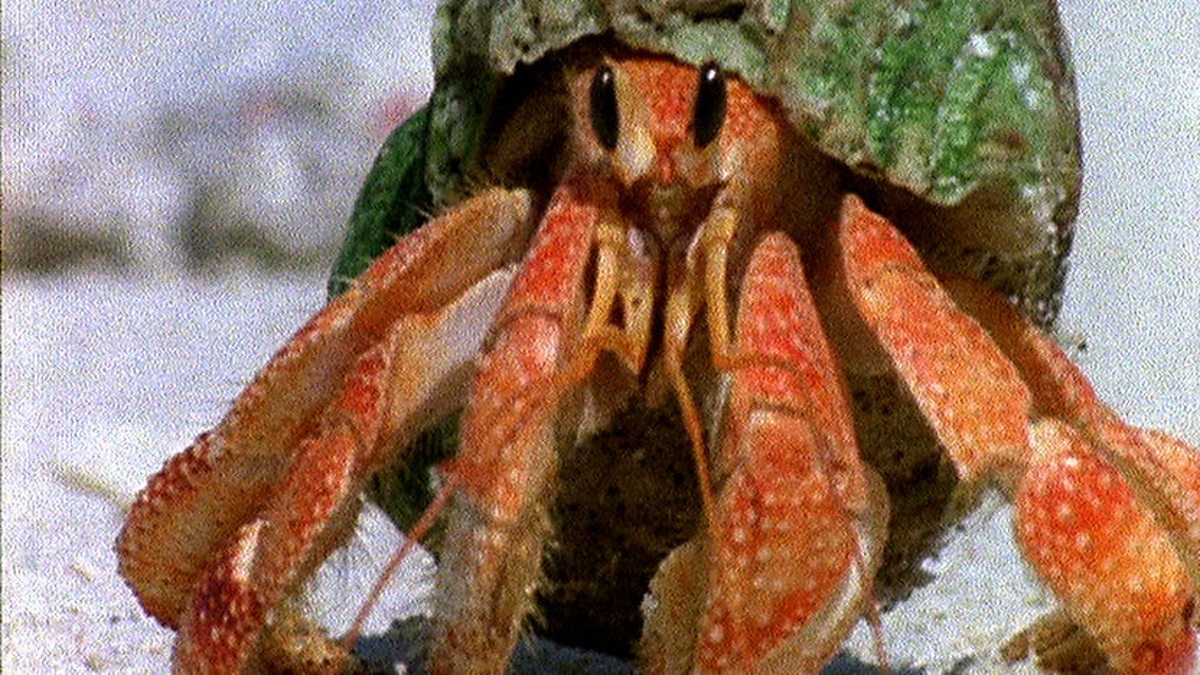 BBC Two - Land of the Tiger, Unknown Seas, Hungry hermits