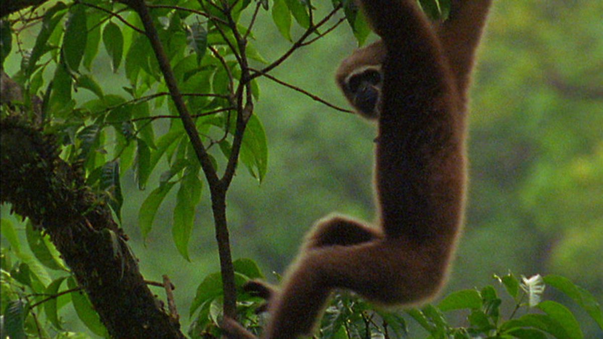 BBC Two - Land of the Tiger, Monsoon Forests, Singing apes