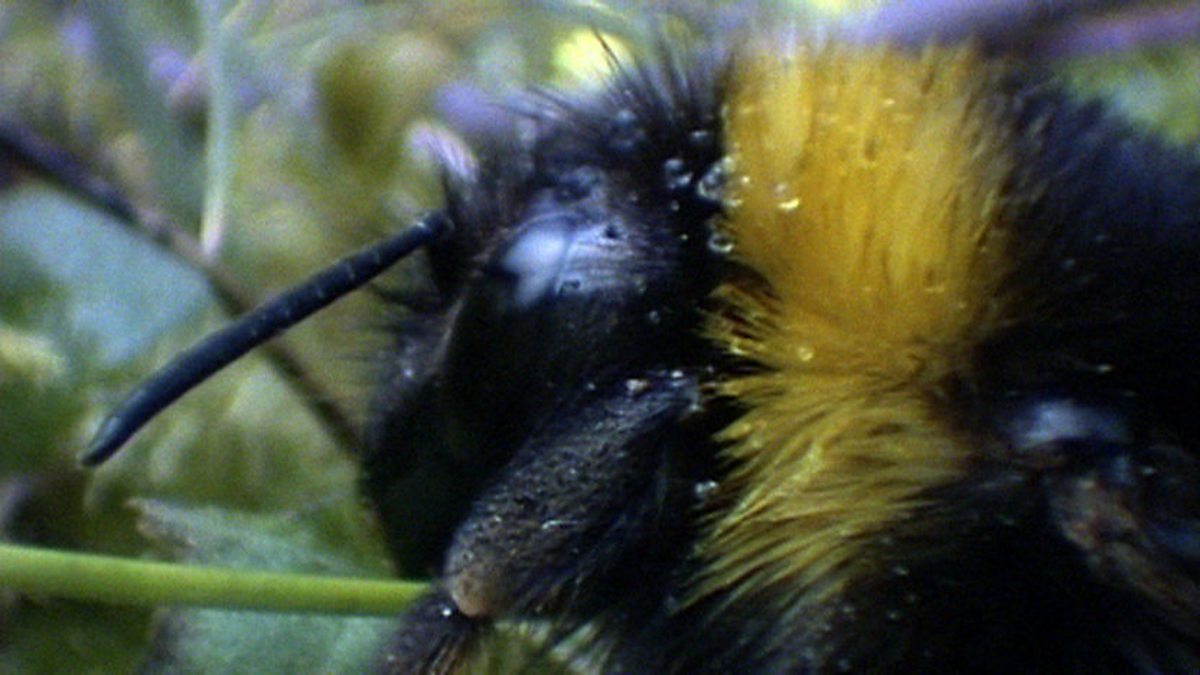 BBC One - Life in the Undergrowth, Taking to the Air, Hot bodied bumblebees