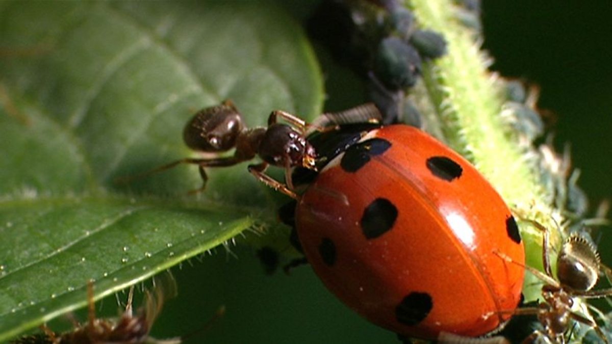 BBC One - Life in the Undergrowth, Intimate Relations, Ant vs ladybird