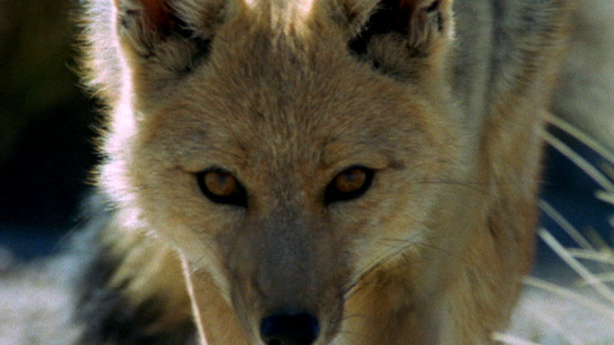 BBC Two - Andes to Amazon, Andes, Hunt exhaustion