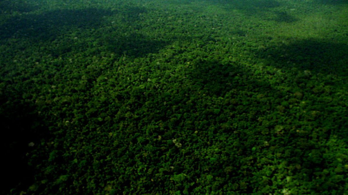 BBC Two - Andes to Amazon, Amazon Jungle, Amazon wildlife