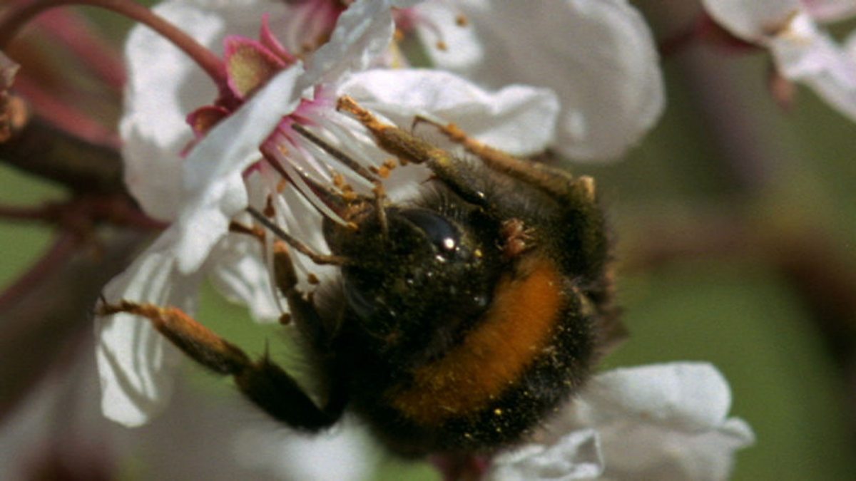 BBC One - Life in the Undergrowth, Supersocieties, Bee dynasty