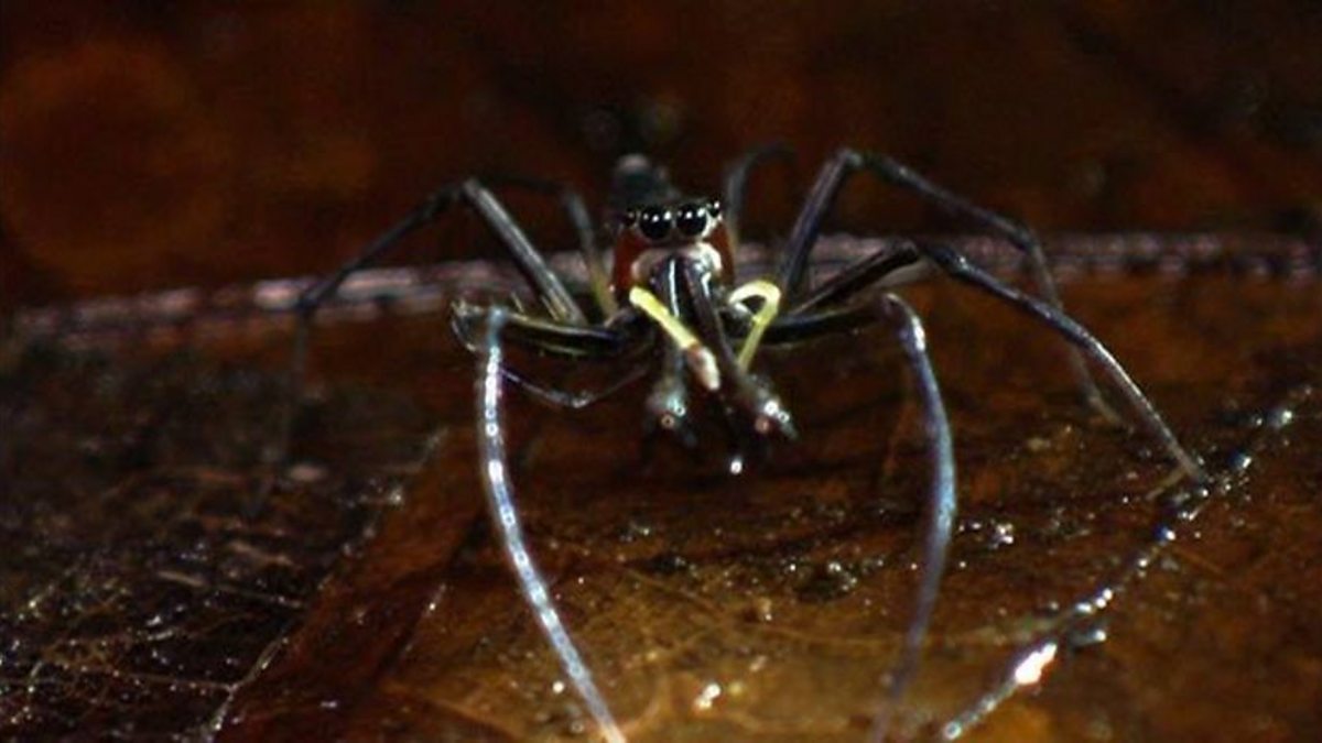 BBC One - Lost Land of the Volcano, George's marvellous jumping spider