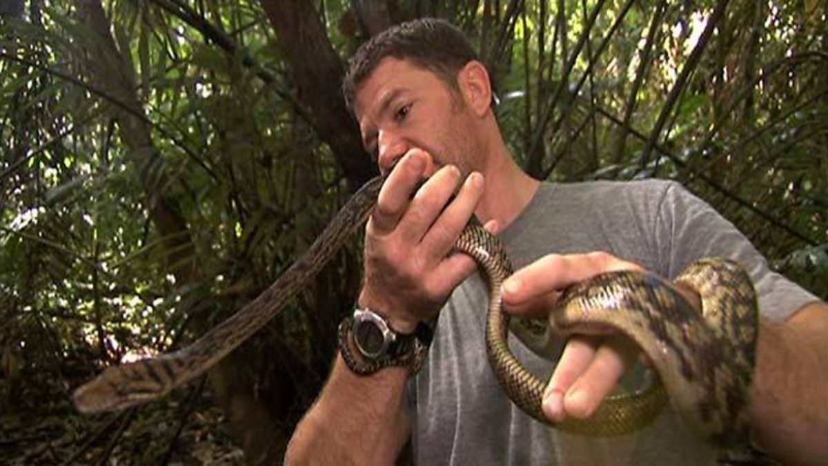 BBC One - Lost Land of the Volcano, A python plays up to the camera