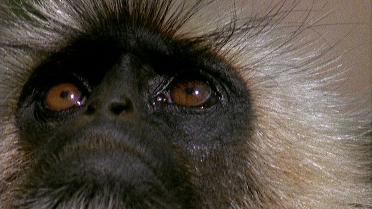 BBC Two - Land of the Tiger, The Tiger's Domain, Monkey business