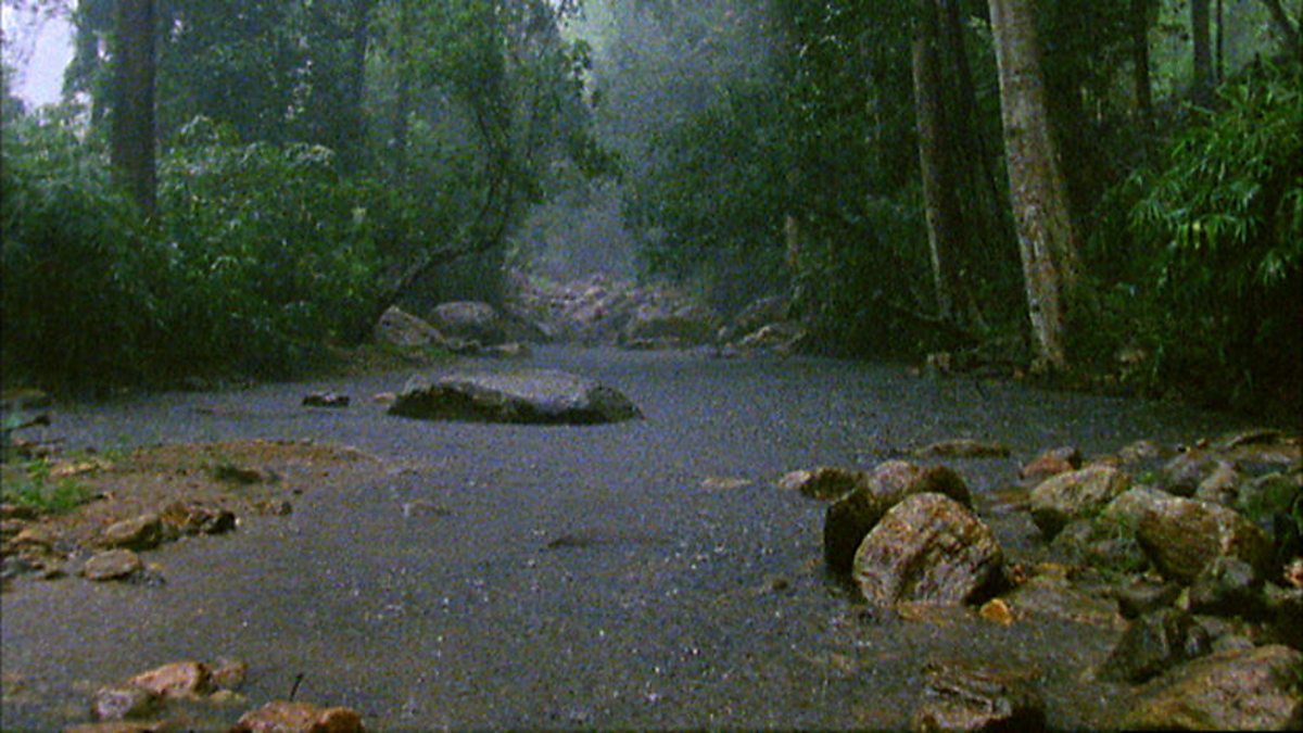 BBC Two - Land of the Tiger, Monsoon Forests, Monsoon rains