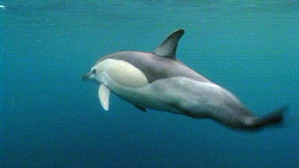 BBC Two - Lost Worlds, Vanished Lives, Putting Flesh on Bone, A ...