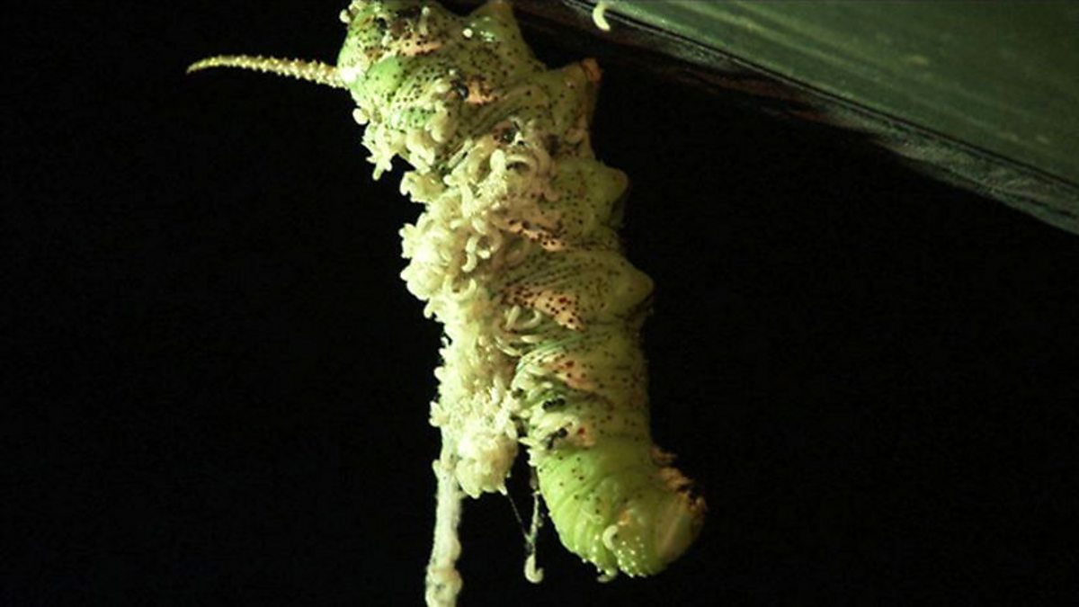 BBC One - Lost Land of the Volcano, Eaten alive