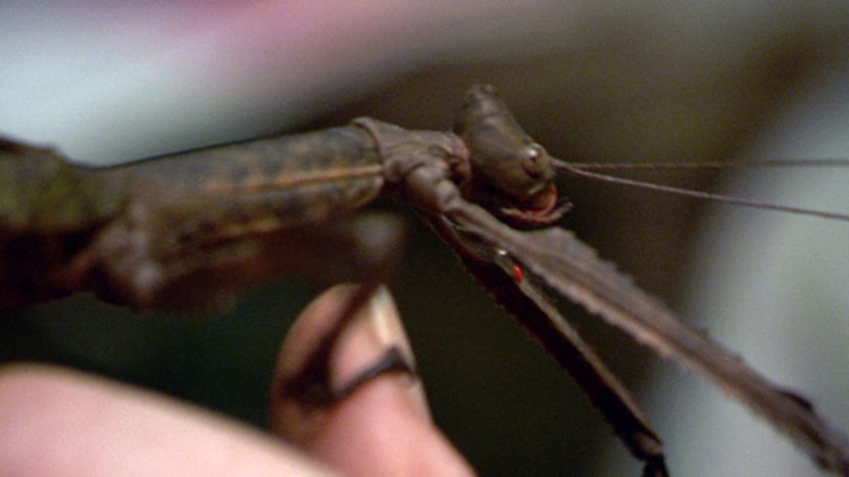 BBC One - Lost Land of the Volcano, Episode 1, Giant stick insect