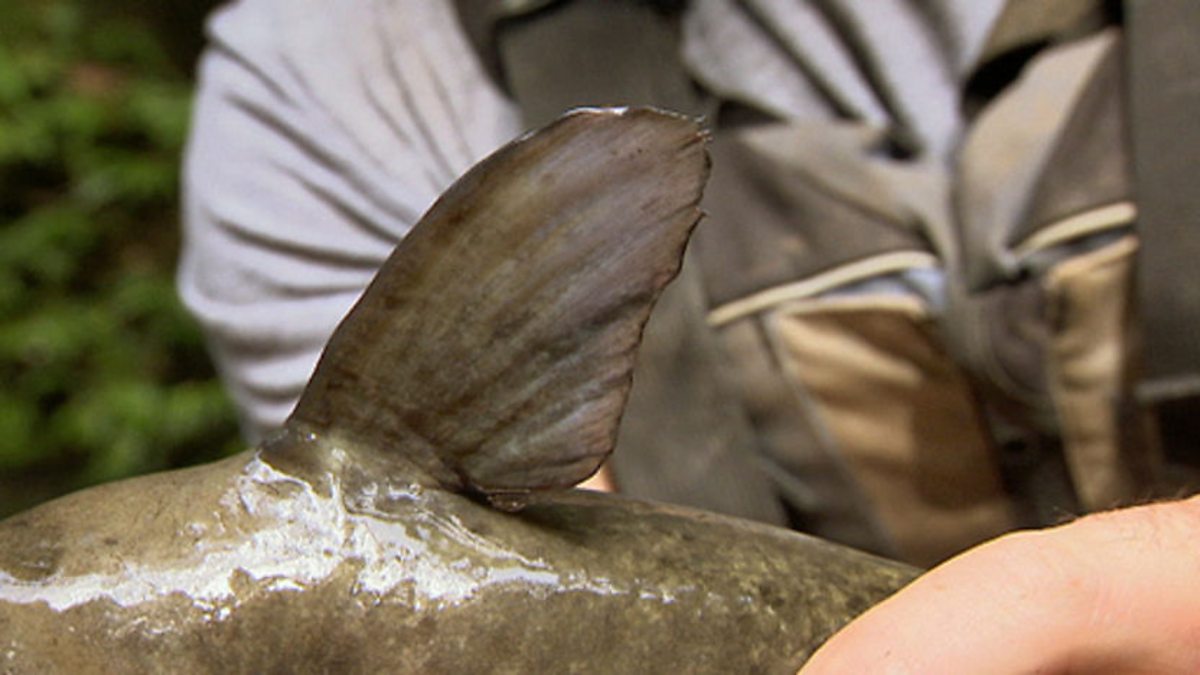 BBC One - Lost Land of the Volcano, Episode 1, Venomous catfish