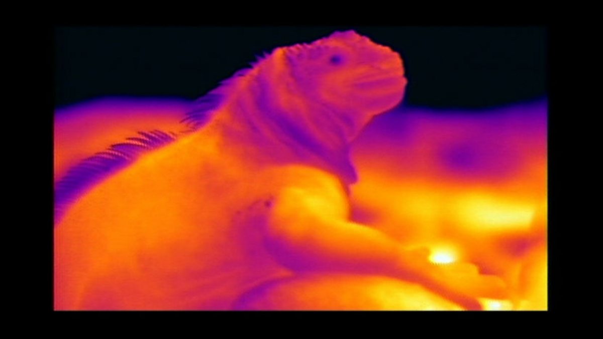 BBC One - Life in Cold Blood, The Cold Blooded Truth, Warm up