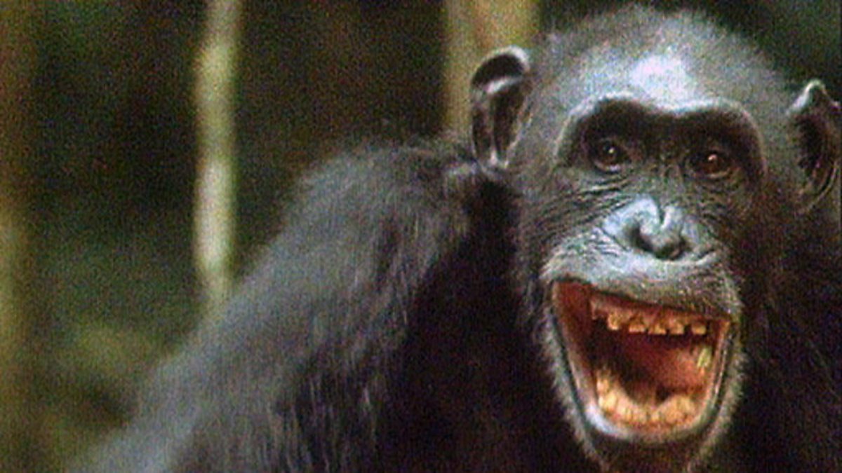 BBC Two - The Trials of Life, Hunting and Escaping, Chimps on the hunt