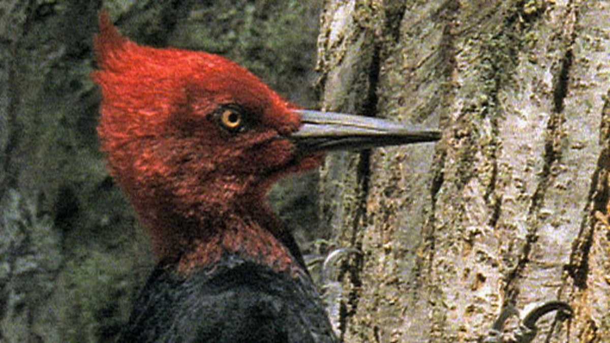 BBC Four - The Life of Birds, Signals and Songs, Talking to the birds